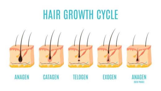 Hair Growth Cycle: How Long Does It Take for Hair to Grow? - Lauren+Vanessa